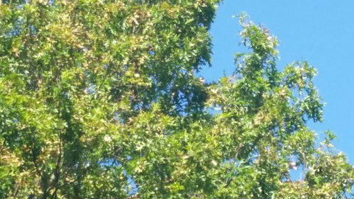 Oak tree dropping leaves early?