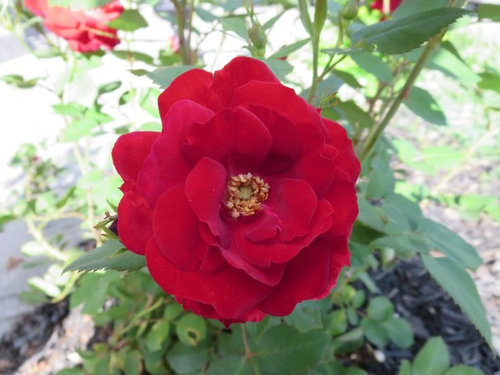 Champlain Rose