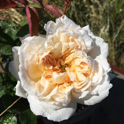 Cressida identification?