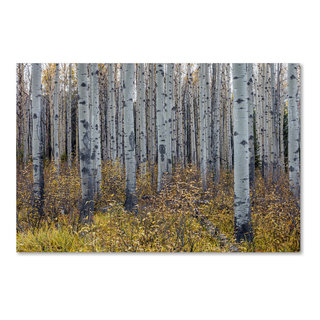 Pierre Leclerc 'Aspen Trees In Autumn' Canvas Art, 19"x12 ...