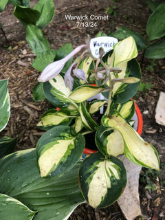 Hosta W 2024
