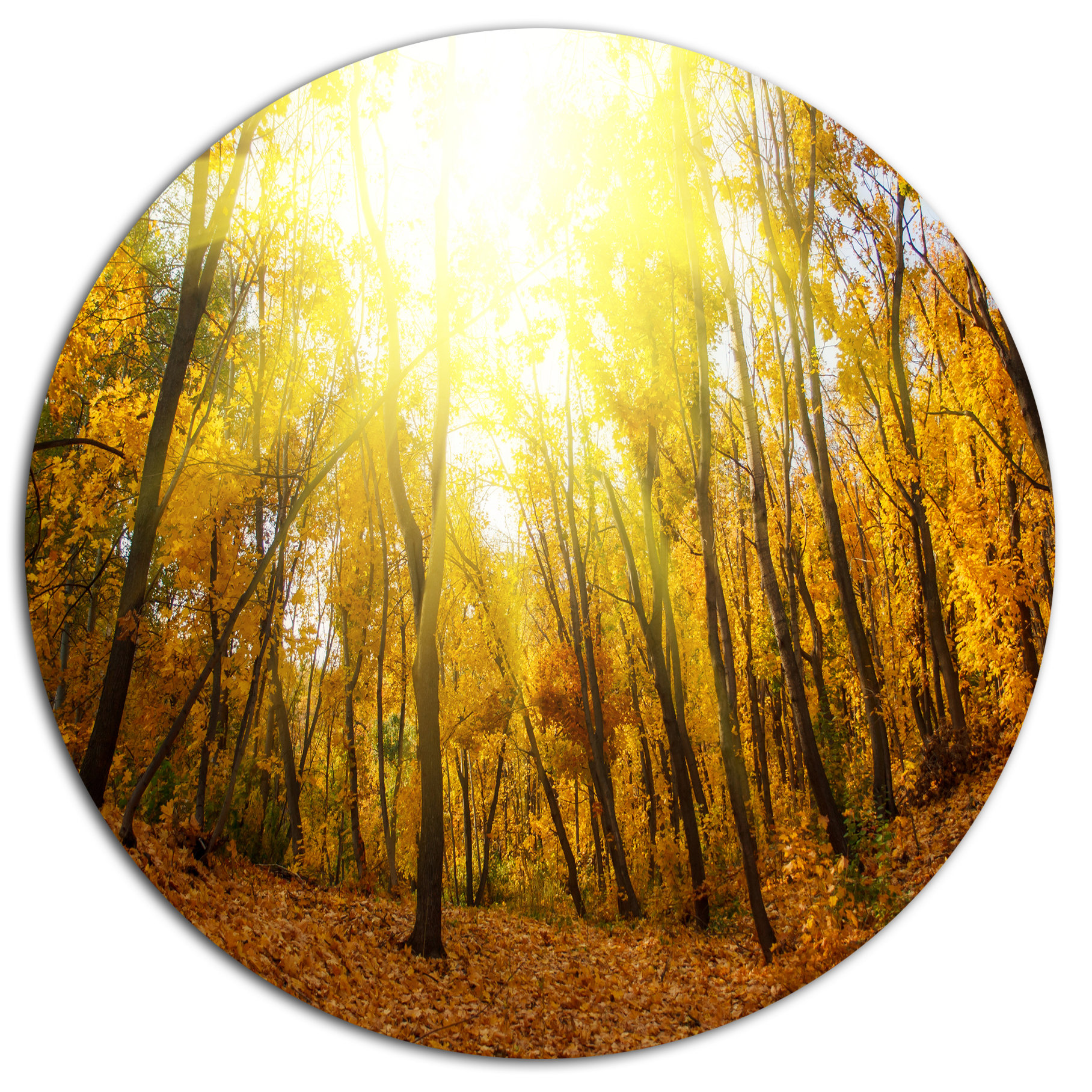 Yellow Autumn Forest In Sunlight, Forest Disc Metal Wall Art, Disc of ...