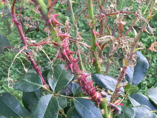 Knockout Roses--is this Rose Rosette Disease?