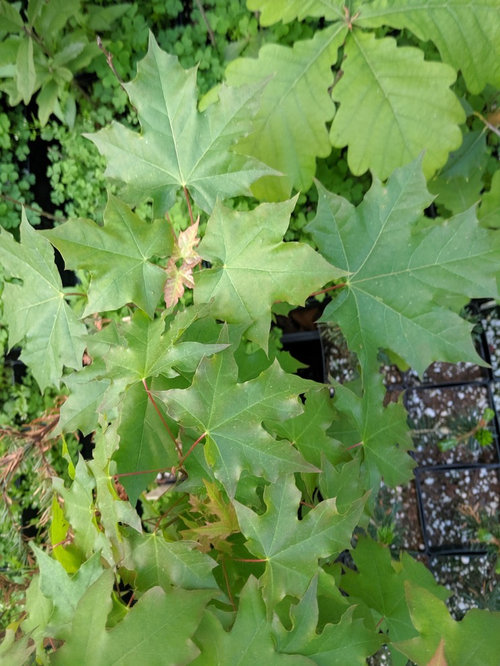 Hybrid shantung maple