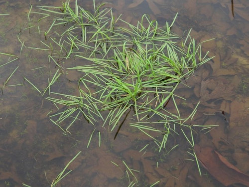 Southern Watergrass?
