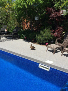 POLL: Light or Dark Bottom Pools?