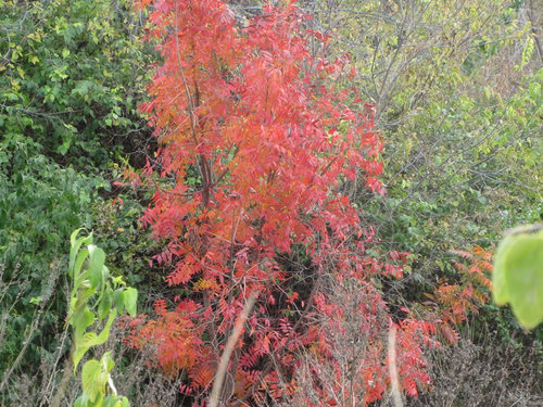Prairie Flameleaf Sumac?