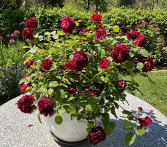 Helping crispy fried roses recover? | Houzz Forum