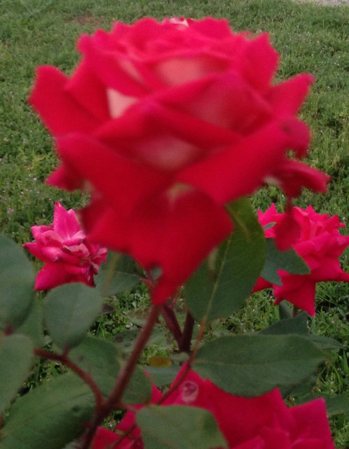 Tell about your Warriner Roses