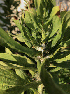 Milkweed (?) ID from seeds & dried stalk?