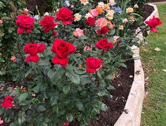 Which roses hold up best in high heat/humidity