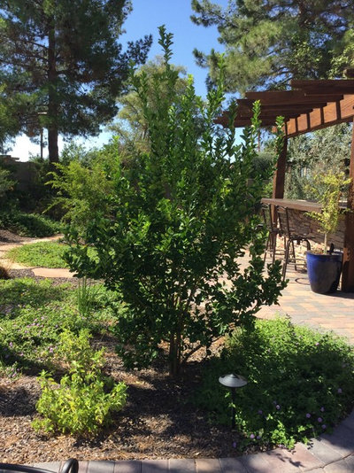 A Versatile Lime Tree Is a Happy Addition to a Warm-Winter Garden