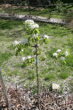 Harrow Sweet pear blooming already