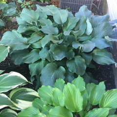 Hosta K 2019 .....