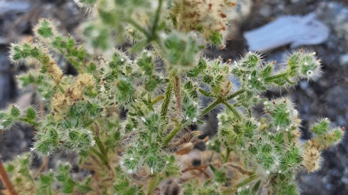 Weed with spiky flower heads