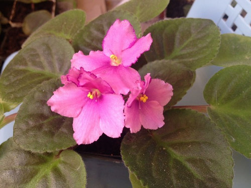 Identifying an African Violet