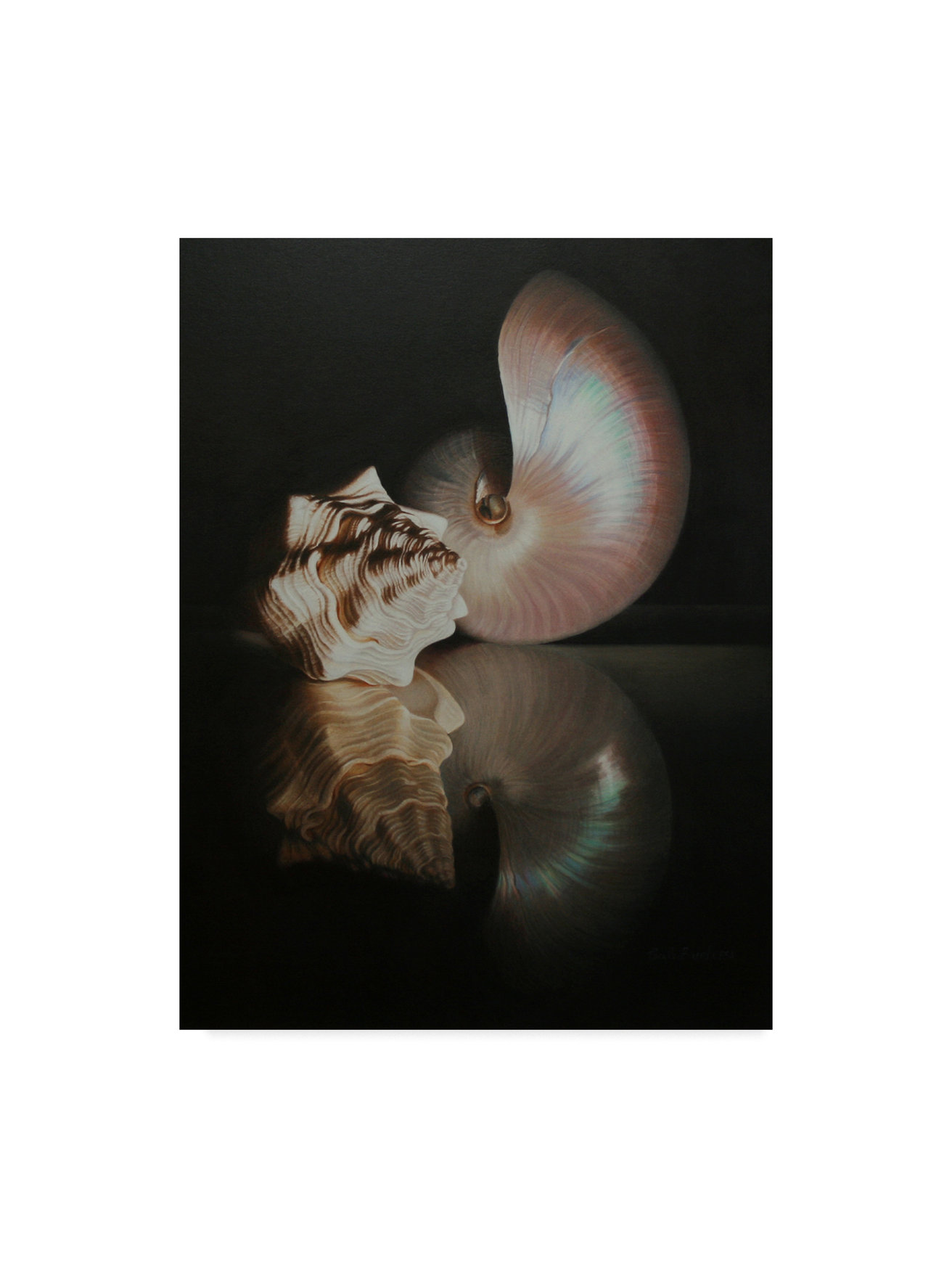 Cecile Baird 'Pearl Nautilus' Canvas Art, 35"x47" - Beach Style ...