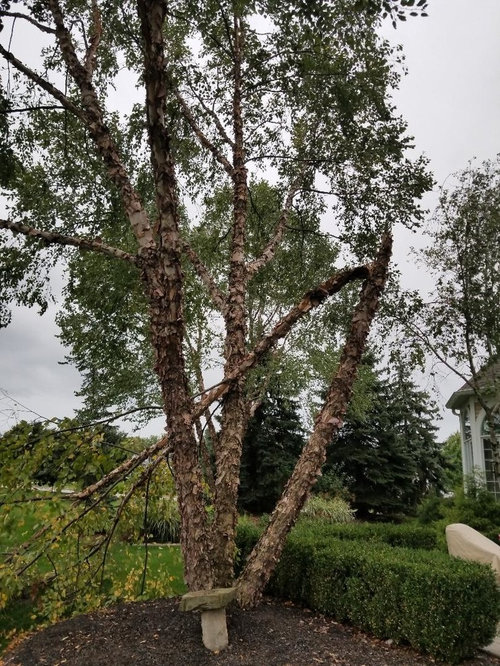 River Birch One Trunk down in storm