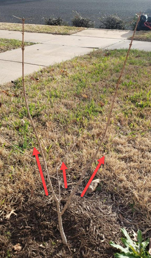 How to prune a Shantung Maple?