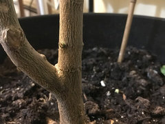 How can you tell the difference between sucker branches