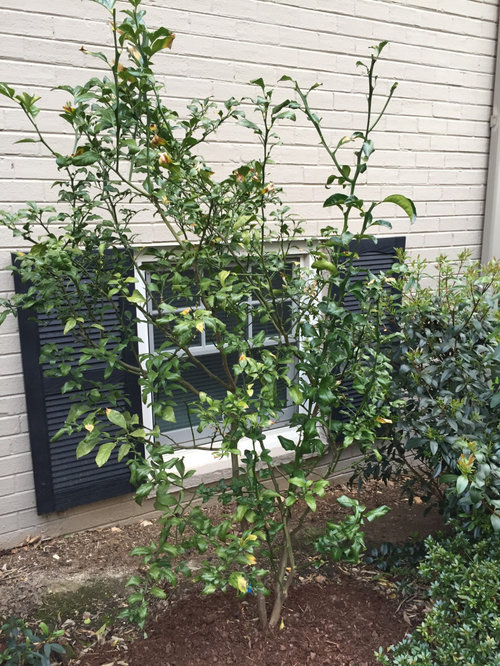 Citrandarin breezed through our zone 8 winter this year.