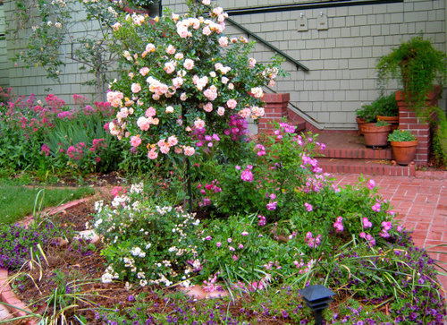 Evolution of a formal rose bed...