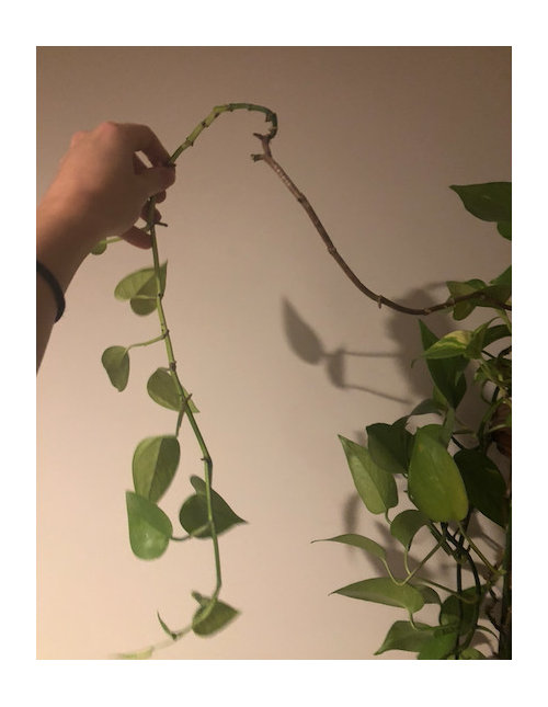 I need some help reviving my pathos plant.