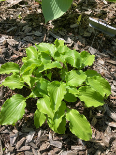 Hosta C 2023 .............................