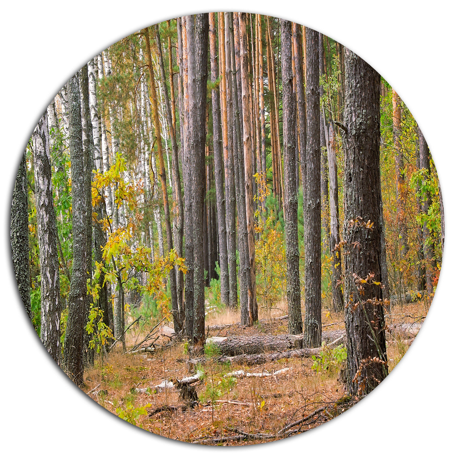 Green Fall Forest with Thick Woods, Forest Round Metal Wall Art, Disc ...