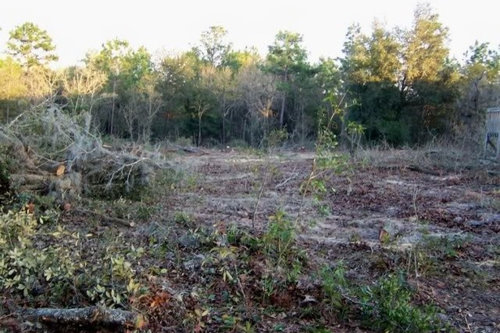 Pictures; Clearing trees for my nut grove & Solar