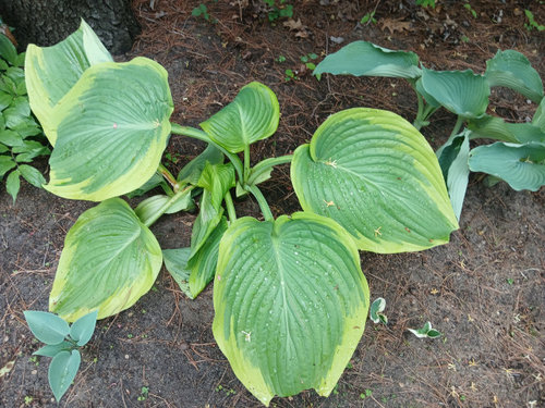 Victory disease? | Houzz Forum