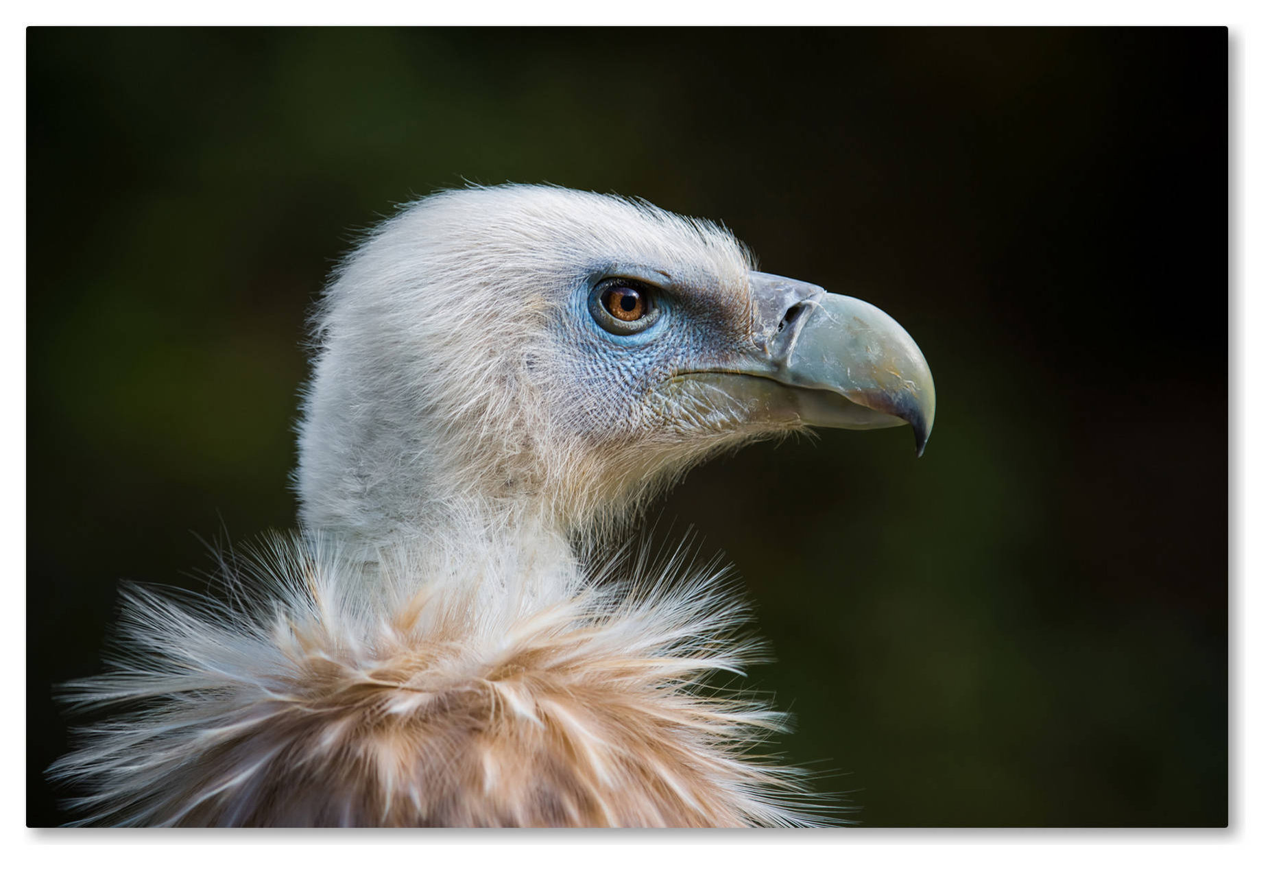 Sebastian Graf 'This Years Fashion' Canvas Art, 19"x 12" - Contemporary ...