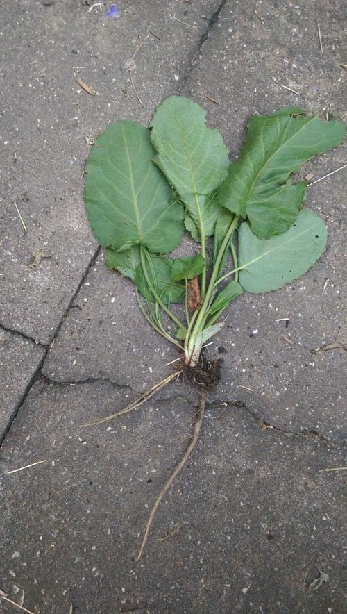 What is this evil weed?