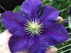 2019 Clem flower show