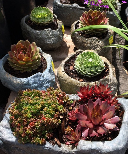 Semps in rock planters