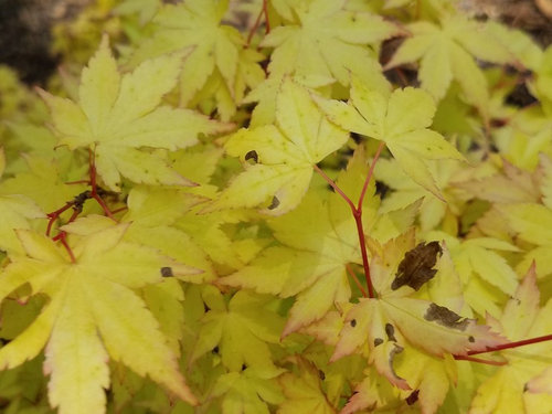 Akane Japanese Maple