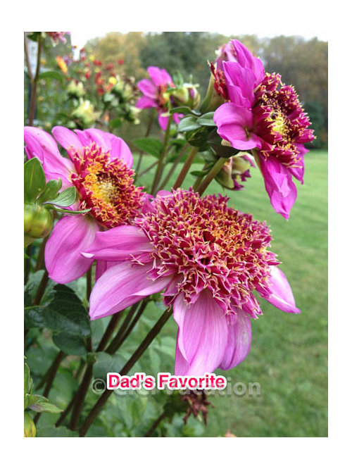 Open-Centered Dahlia Images