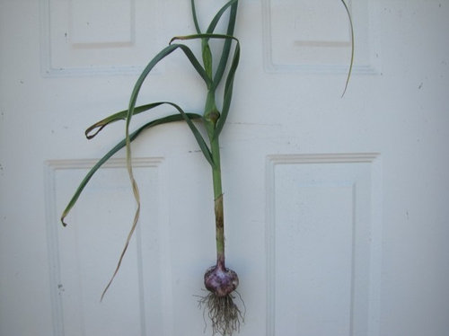 Need help to identify this garlic