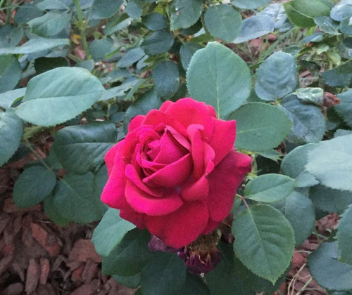 Beverly bush shot, etc.