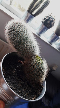help!! my cactus is falling over