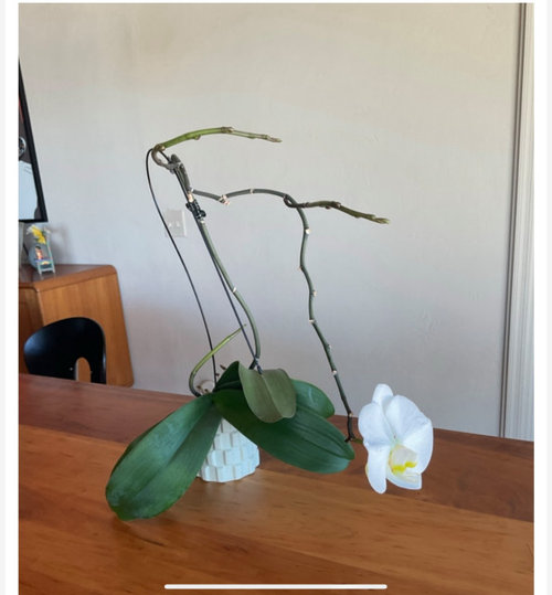 New spikes and terminal spike on orchid.