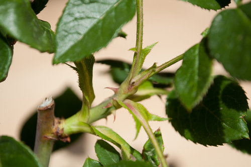 Blind Shoots (Lilyfinch) | Houzz Forum
