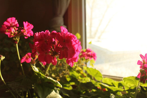 Happy Geraniums