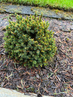 Favourite true mini conifer