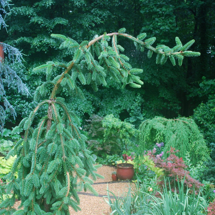 Weeping White Spruce - Photos & Ideas | Houzz