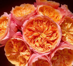 My Japanese & Florist Rose Garden