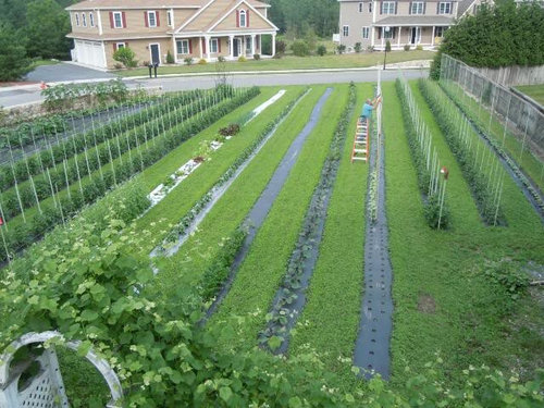 Weedless vegetable garden