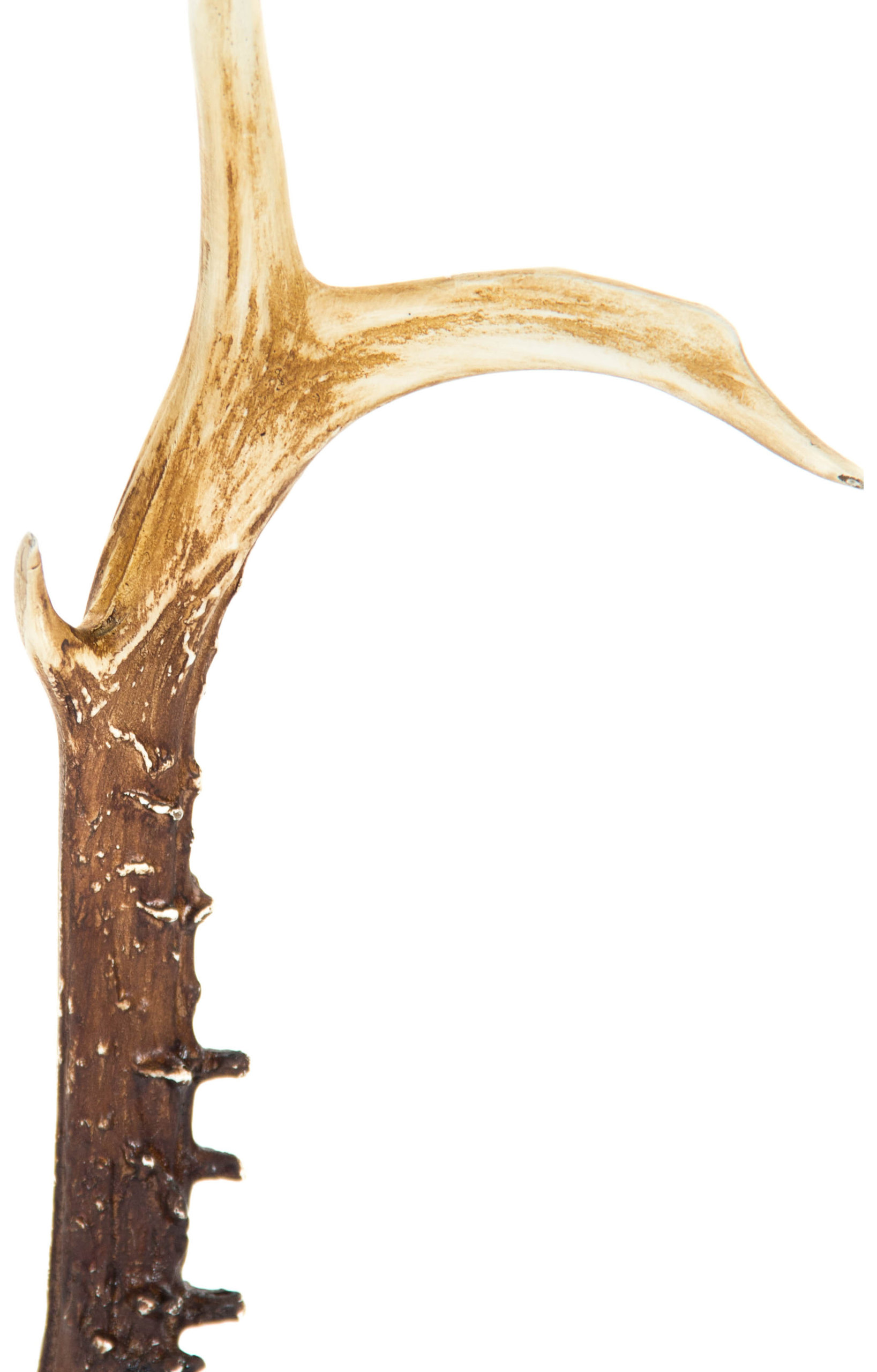 Antler with Base - Rustic - Decorative Objects And Figurines - by ...