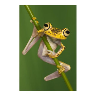 "Chachi Tree Frog, northwest Ecuador" Paper Print by Pete Oxford, 14 ...