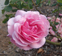 What Iconic Roses Are Present in Your Garden? | Houzz Forum